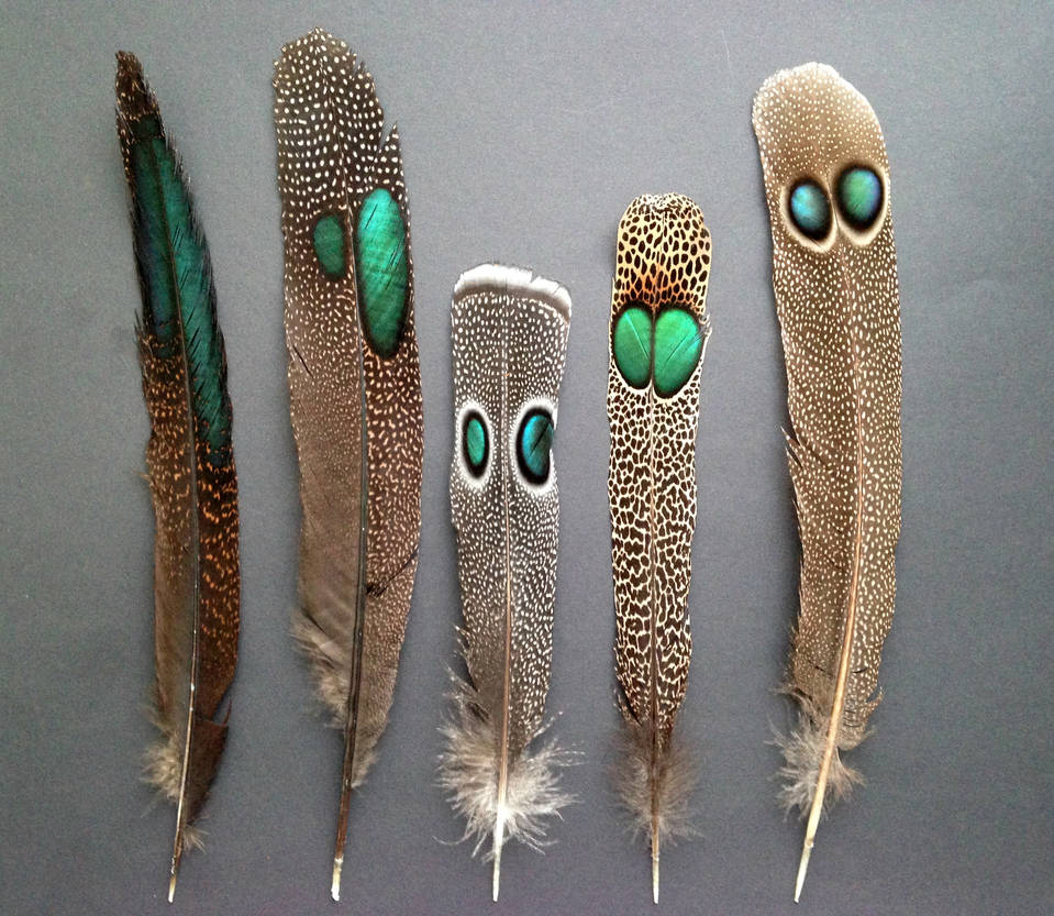Peacock Pheasants By Bluederive On Deviantart