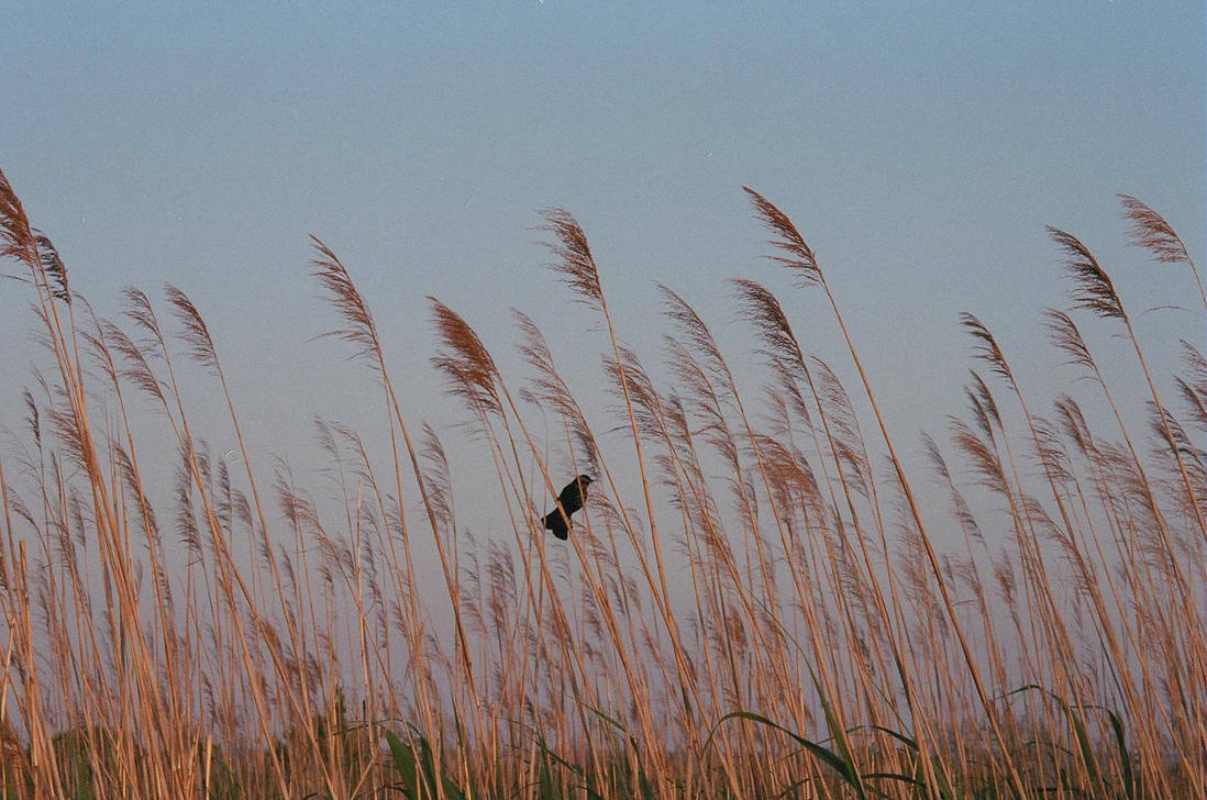 Lone bird by gratheroni on DeviantArt