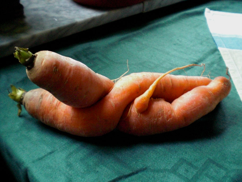 Funny Carrot By Magicsart On DeviantArt funny-carrot-by-magicsart-on-deviantart