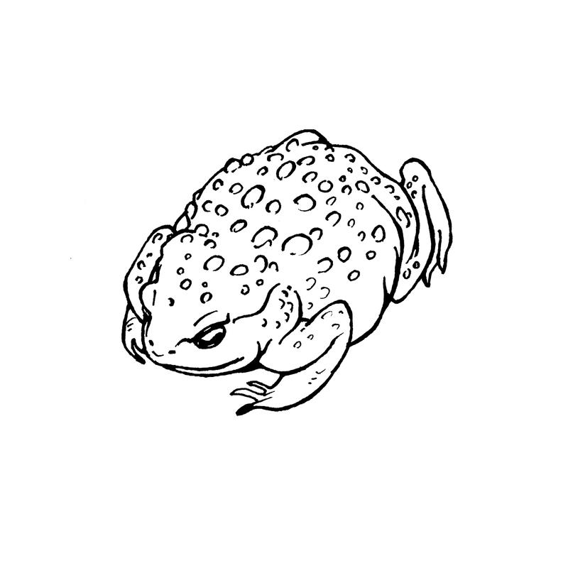 Common Toad Lineart By Ophionyx On Deviantart