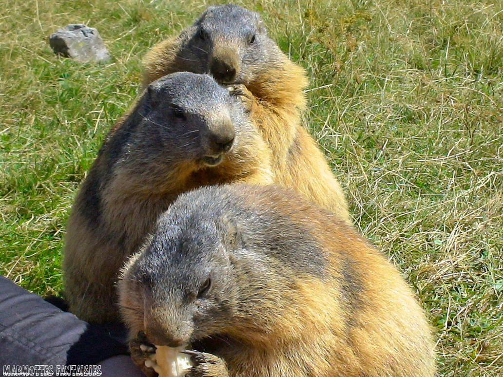 Three little marmots by Momotte2 on DeviantArt