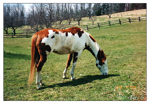 Hidalgo - The Real Horse by blitzgun on DeviantArt