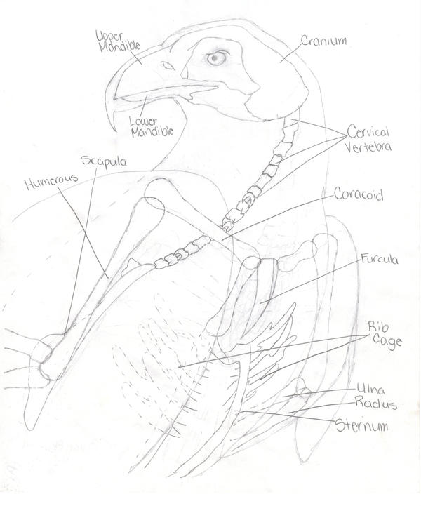 Bald Eagle Rough Skeleton by jellybean839 on DeviantArt