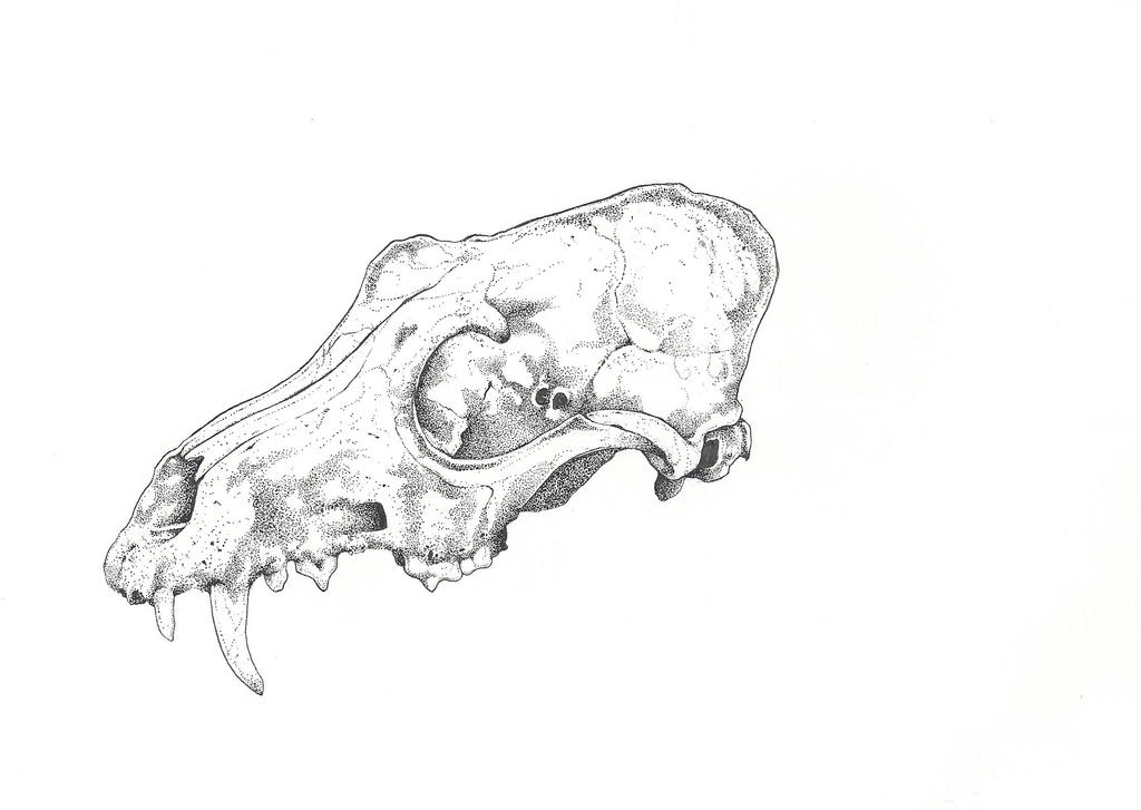 Fox Skull By Danielfrank96 On Deviantart
