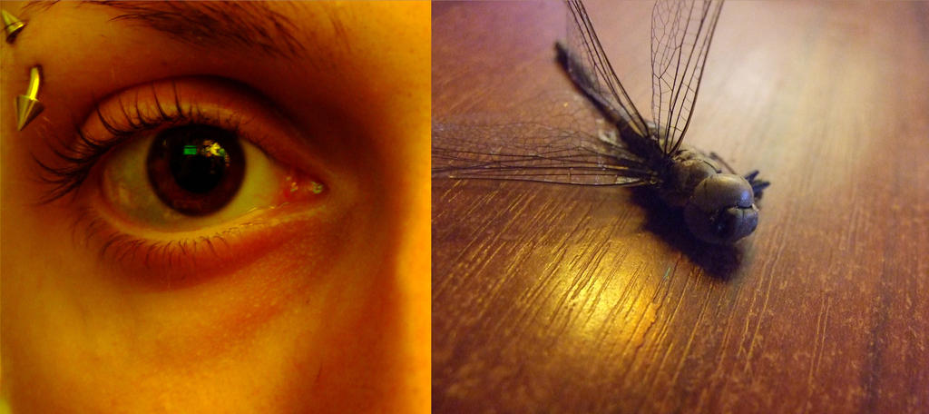 dragonfl-eye- by bokancel on DeviantArt