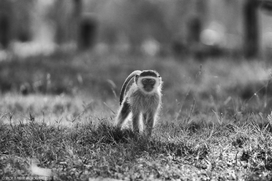 Little Terror By Darth Marlan On DeviantArt little-terror-by-darth-marlan-on-deviantart