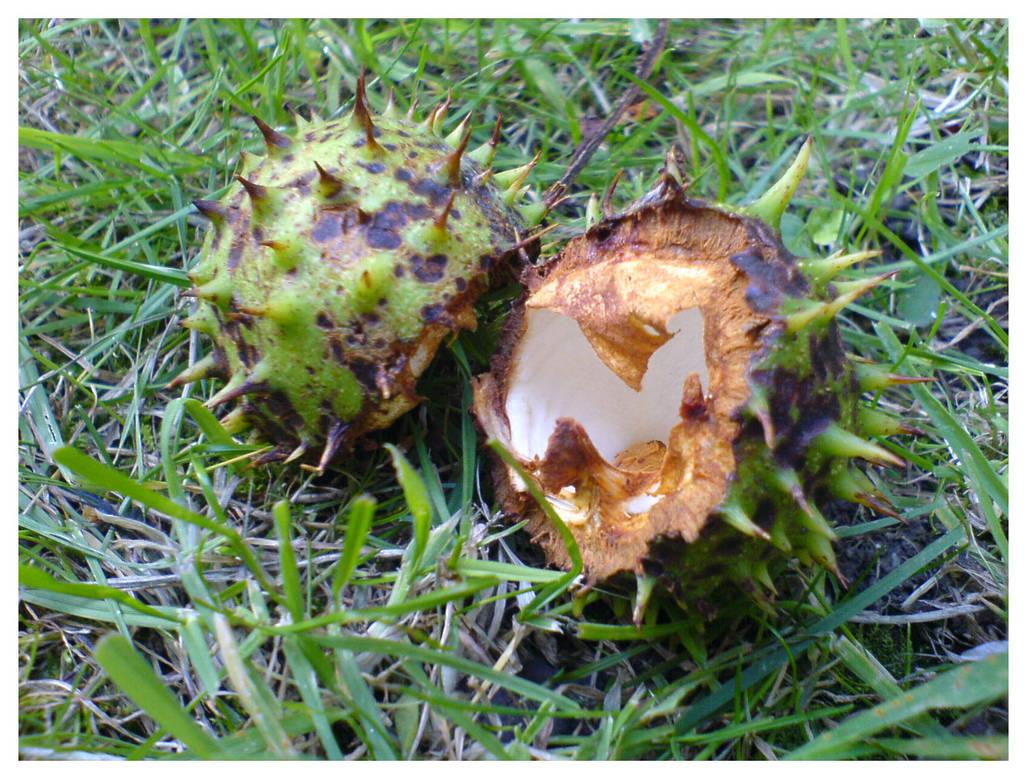 Conker Shells by jp246 on DeviantArt