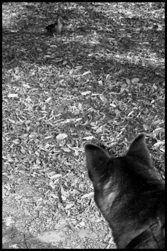 duck vs. boomer by StrangeThoughts on DeviantArt