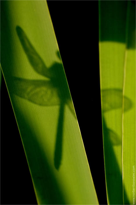 Shadow of dragonfly by naybetx on DeviantArt