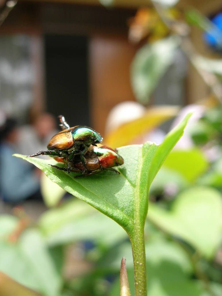 LadyBug and GentleBug by ibnuyahya on DeviantArt