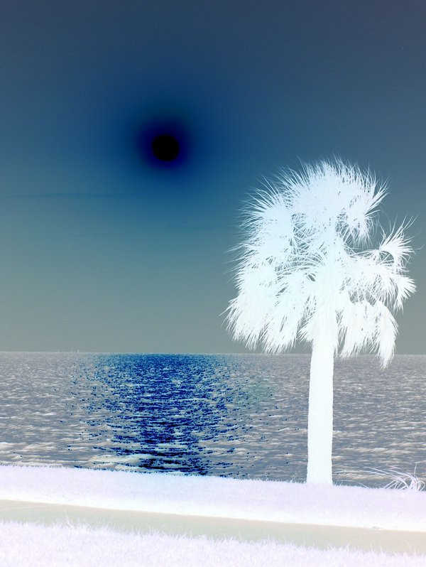 Palm Tree-Inverted by GladElf on DeviantArt