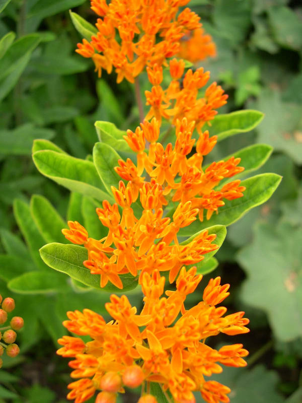 Organic Fire 2 by anbhas on DeviantArt