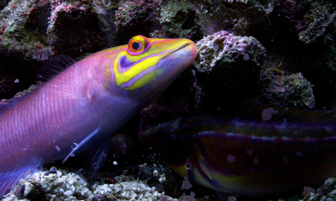 Cheeky Little fellow by randomflashbang on DeviantArt