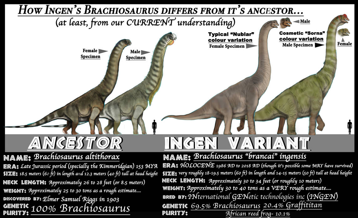 ASSETS MEET ANCESTORS: BRACHIOSAURUS (updated) by Taliesaurus on DeviantArt ASSETS MEET ANCESTORS: BRACHIOSAURUS (updated) by Taliesaurus on DeviantArt