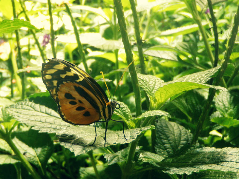 Flutter III by michi-moo on DeviantArt Flutter III by michi-moo on DeviantArt
