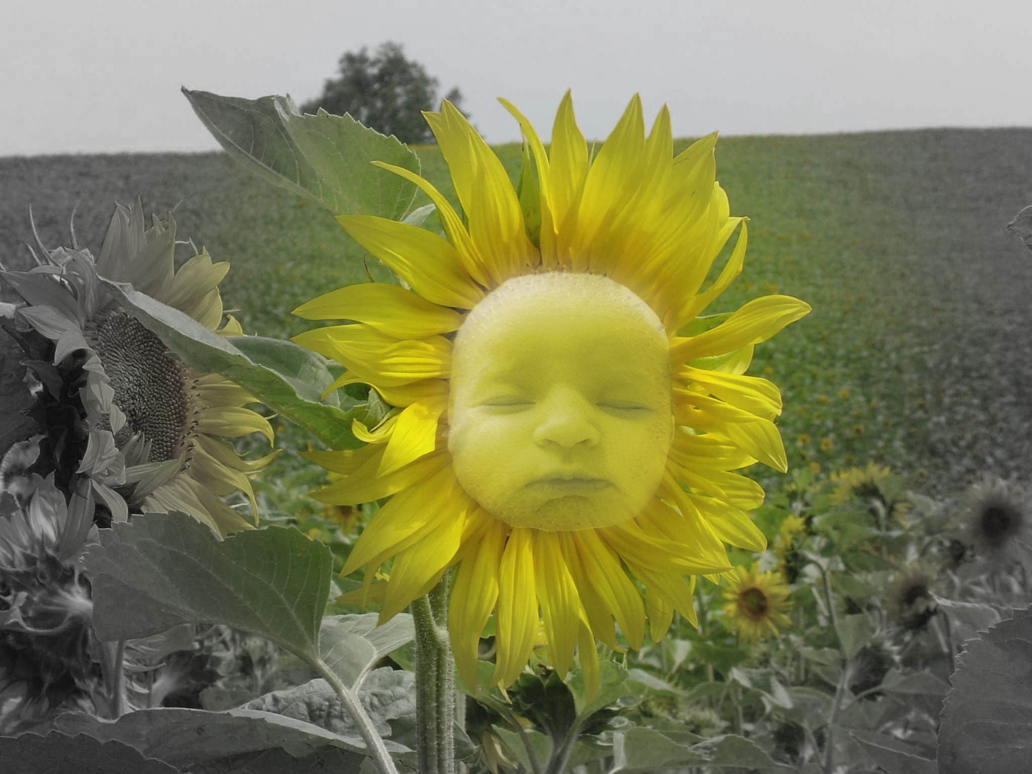Baby Sunflower by redmtndew42 on DeviantArt
