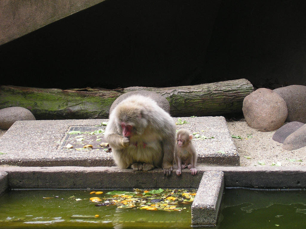Mama monkey II by NashKolhoz on DeviantArt