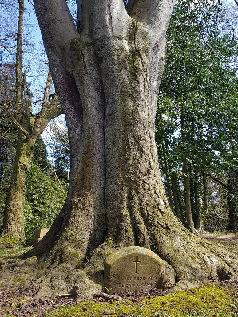 A tree growing around a gravestone by CatonaBlade on DeviantArt A tree growing around a gravestone by CatonaBlade on DeviantArt