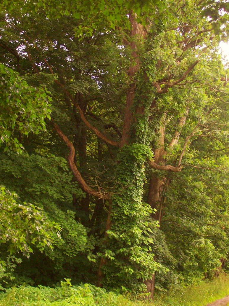 big pretty tree. by katieandnicawhooo on DeviantArt