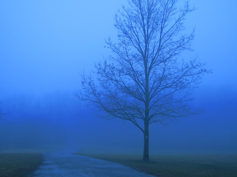 Blue fog tree by djlaketrout on DeviantArt