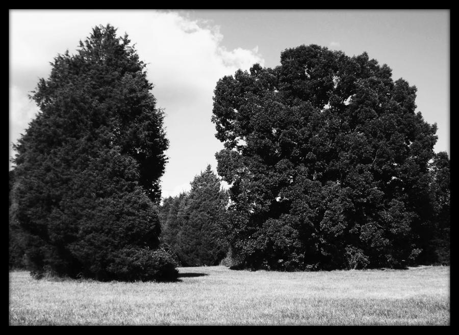 Giant Trees By MeekoWeekoOfDOOM On DeviantArt giant-trees-by-meekoweekoofdoom-on-deviantart