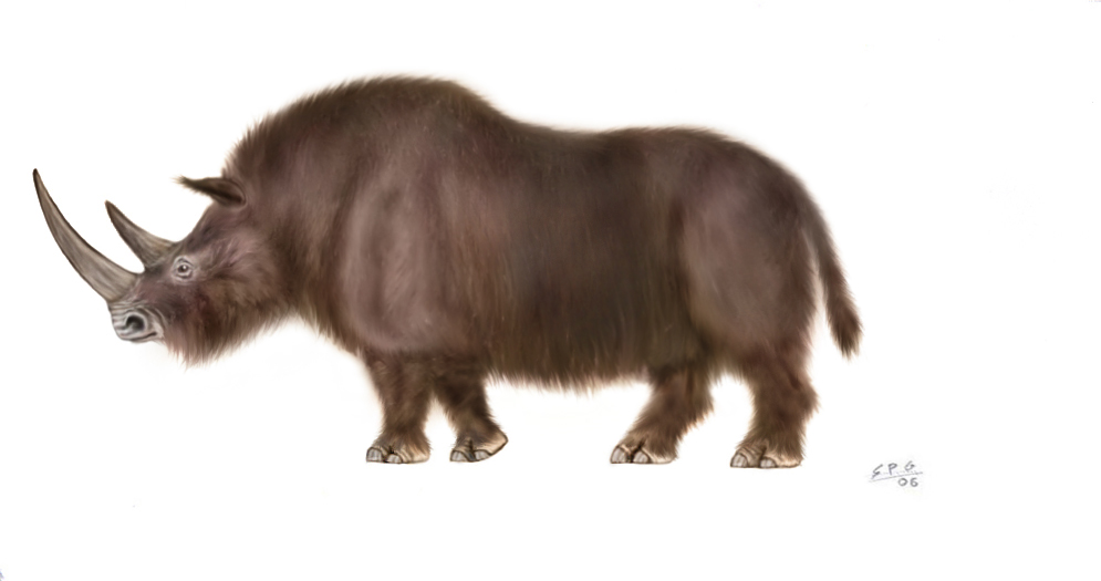 Coelodonta antiquitatis by unlobogris on DeviantArt