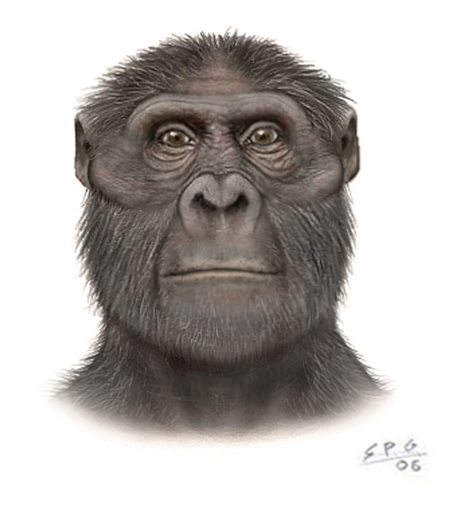 Australopithecus afarensis by unlobogris on DeviantArt