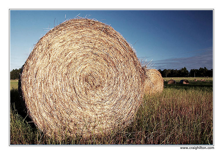 Hay There II by purplepawn on DeviantArt