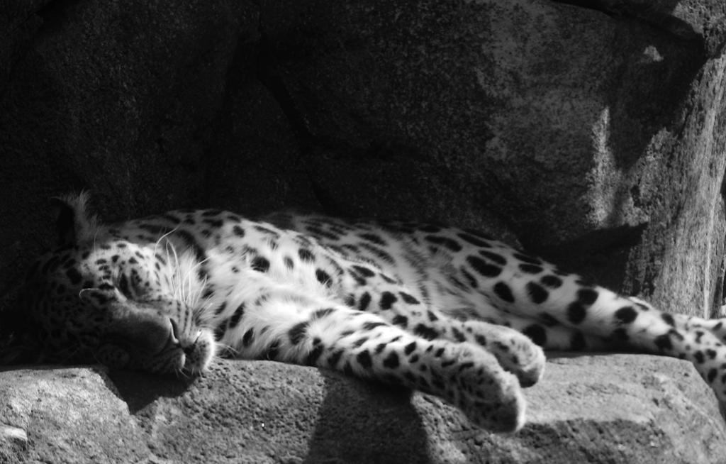 Black And White Spots By Foxxen18 On DeviantArt black-and-white-spots-by-foxxen18-on-deviantart