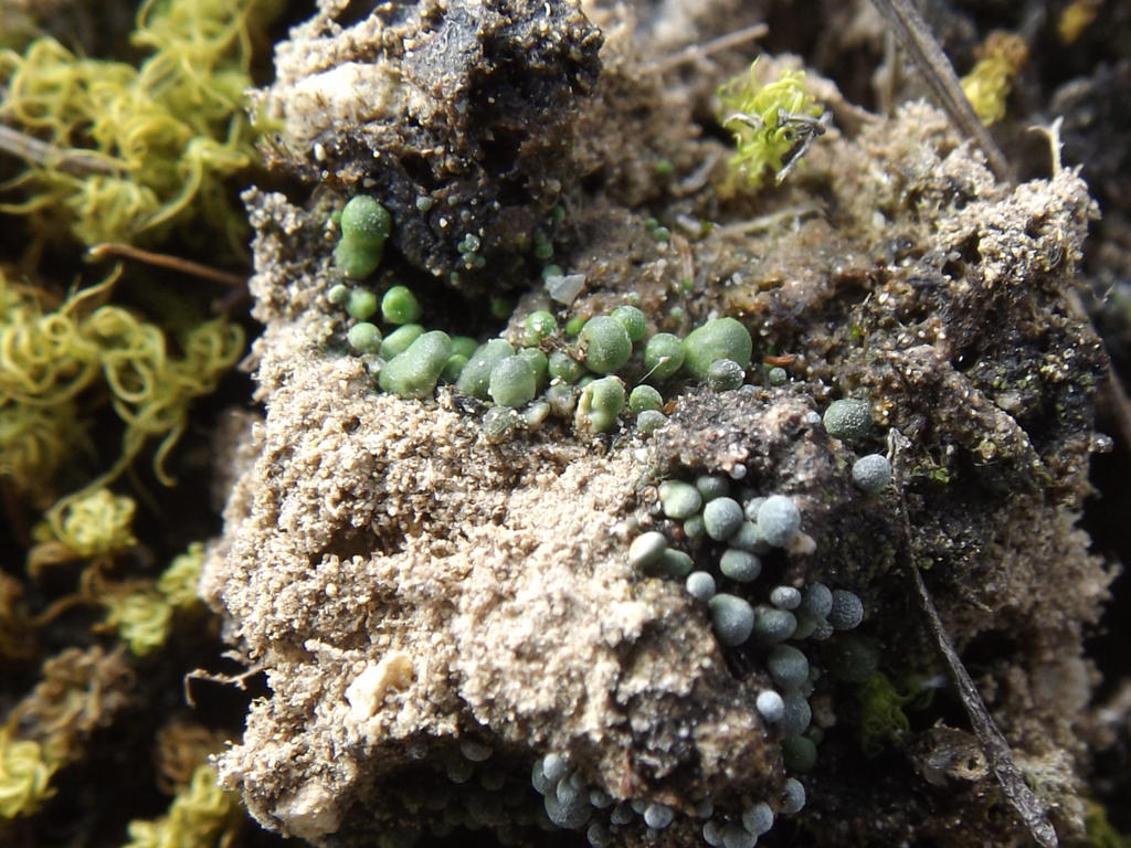 Tiny aliens on Earth by mossagateturtle on DeviantArt Tiny aliens on Earth by mossagateturtle on DeviantArt