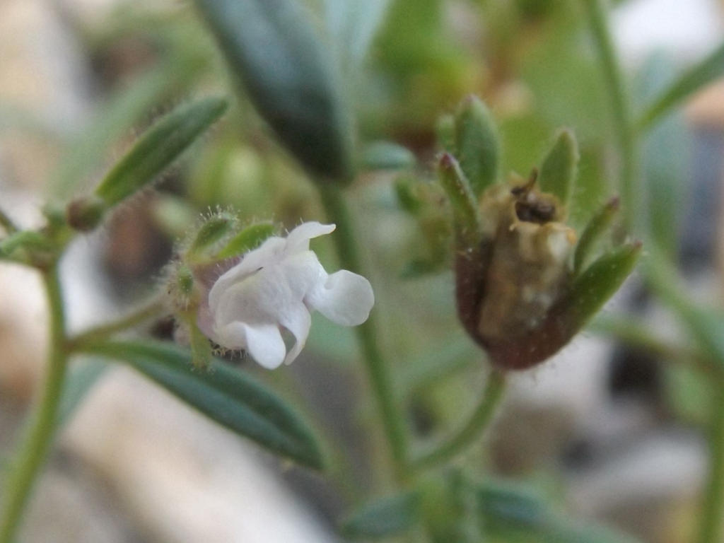 Tiny Snapdragon by mossagateturtle on DeviantArt Tiny Snapdragon by mossagateturtle on DeviantArt