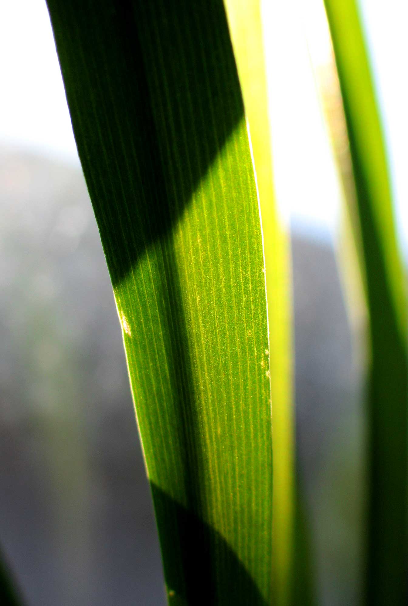 AthenaStock::Spider Plant Leaf by AthenaStock on DeviantArt