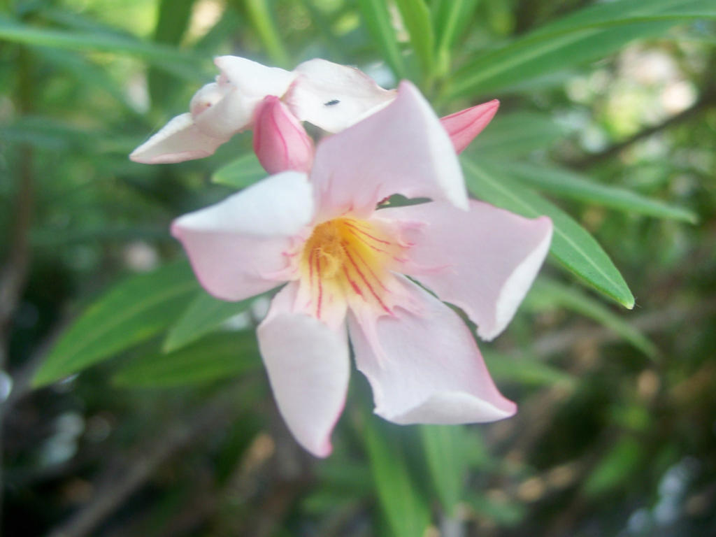 Beautiful Poison by unwrittenluv on DeviantArt