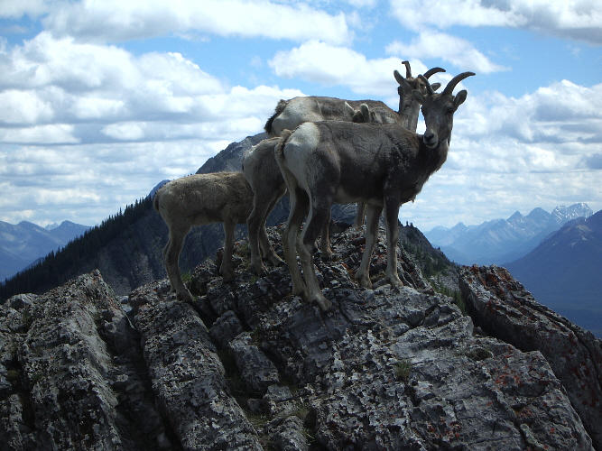 Banff - Goats - 5 by leasha on DeviantArt