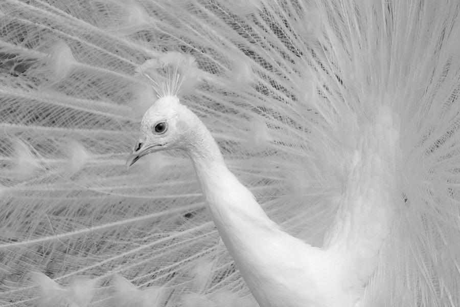 Albino Peacock By Bmrdbgt On Deviantart