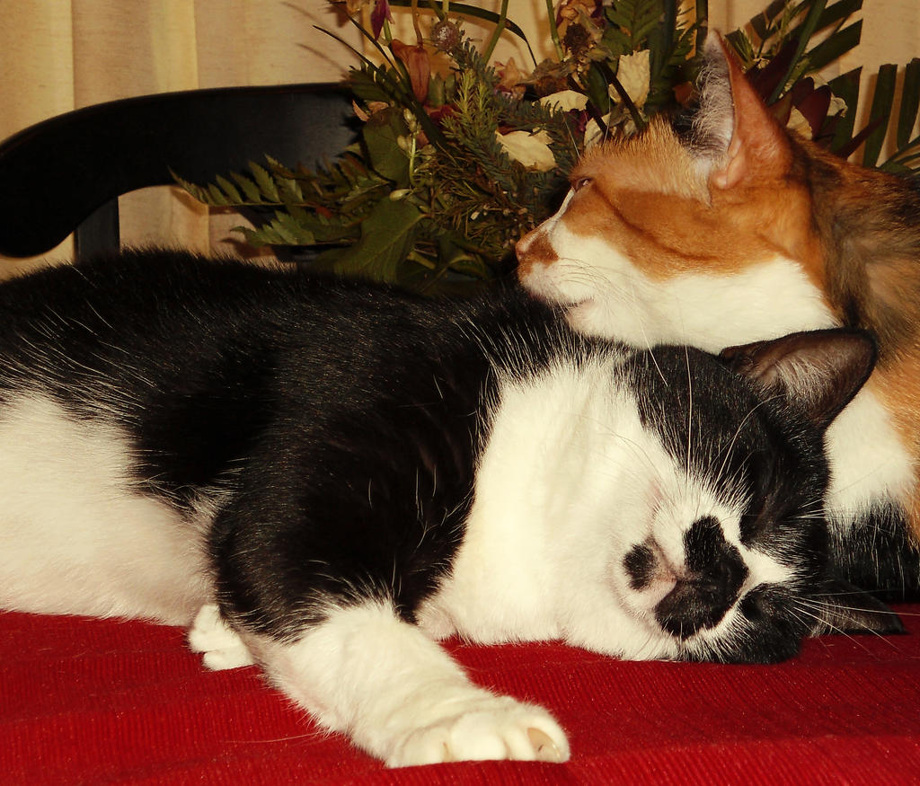Charlie And Sasha Ii By Phaedris On Deviantart