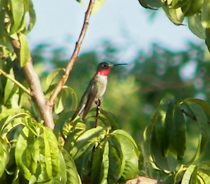 Male Broad-Tailed Hummer II by AcinaD on DeviantArt