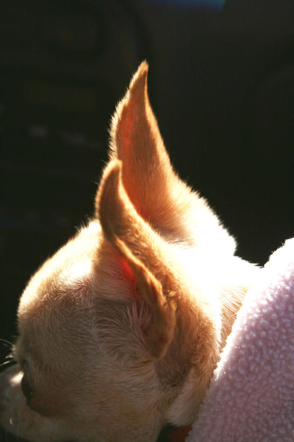 ears by rocio24 on DeviantArt