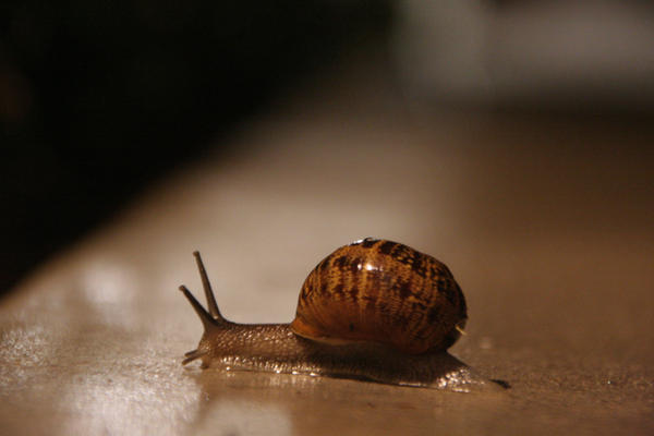 SLO Snail by frosteddarkfox on DeviantArt