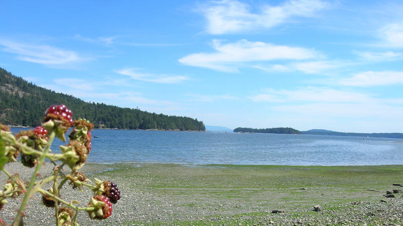wild berries and beach by Pon-Ta on DeviantArt