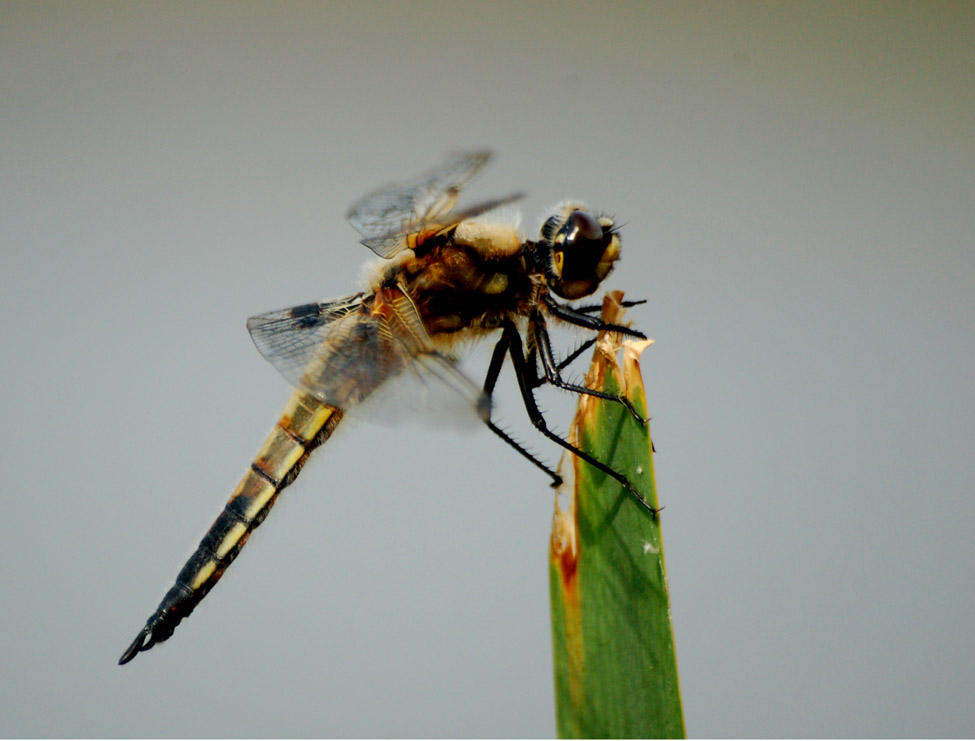 dragonfly2 by razzle74 on DeviantArt