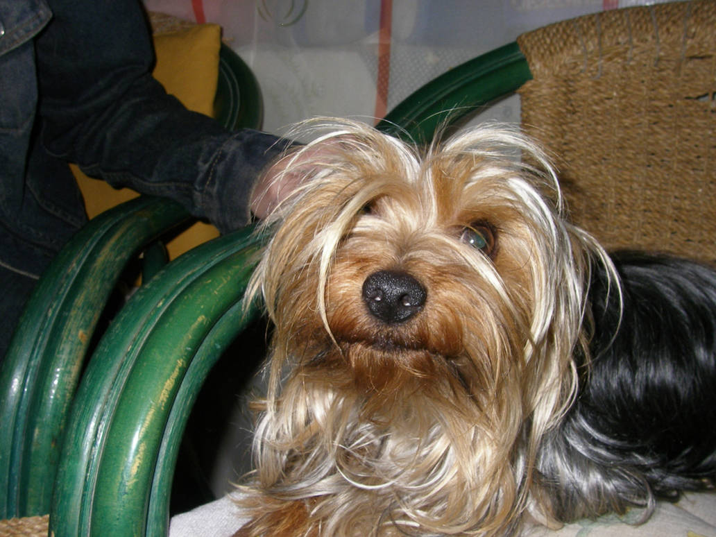 wILLIE THE DOG by BEXINEFFEX on DeviantArt