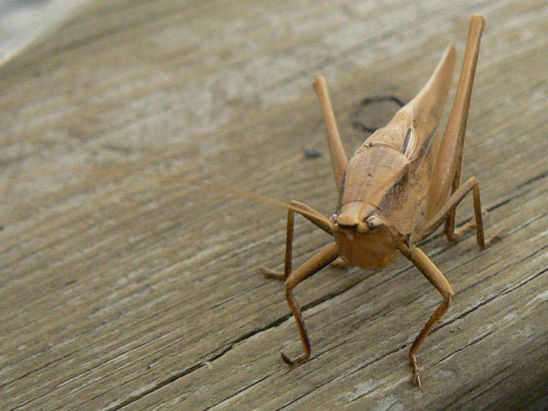 Katydid Front by elainexe on DeviantArt