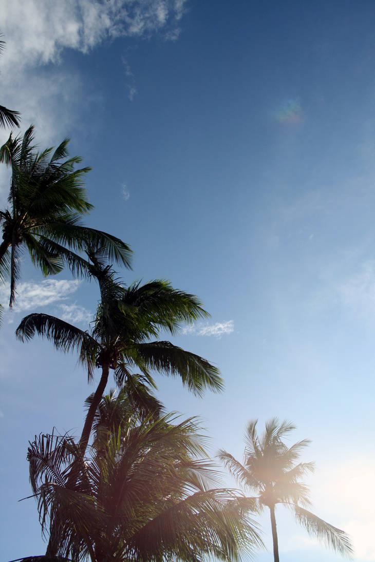 Beware of Falling Coconuts by vincemusicfreak on DeviantArt