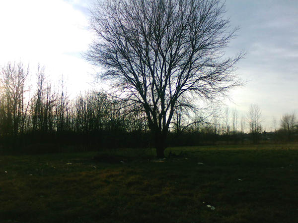 Last Tree Standing III by miss-meow-x on DeviantArt