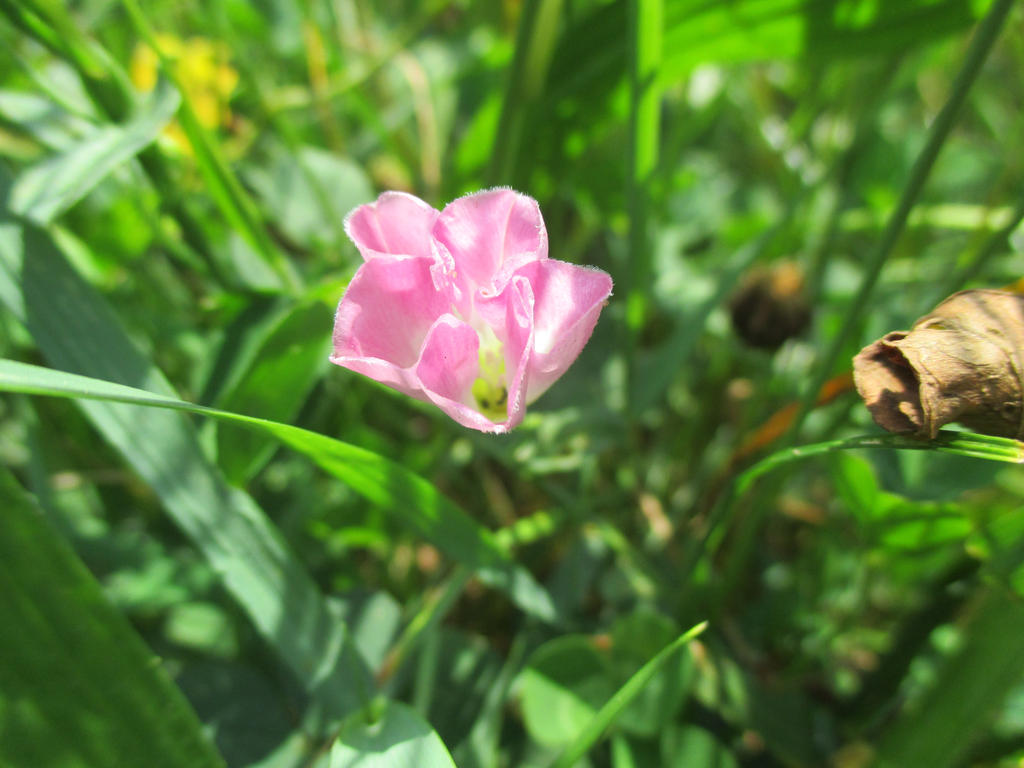 Budding Beauty By Wandering42 On Deviantart