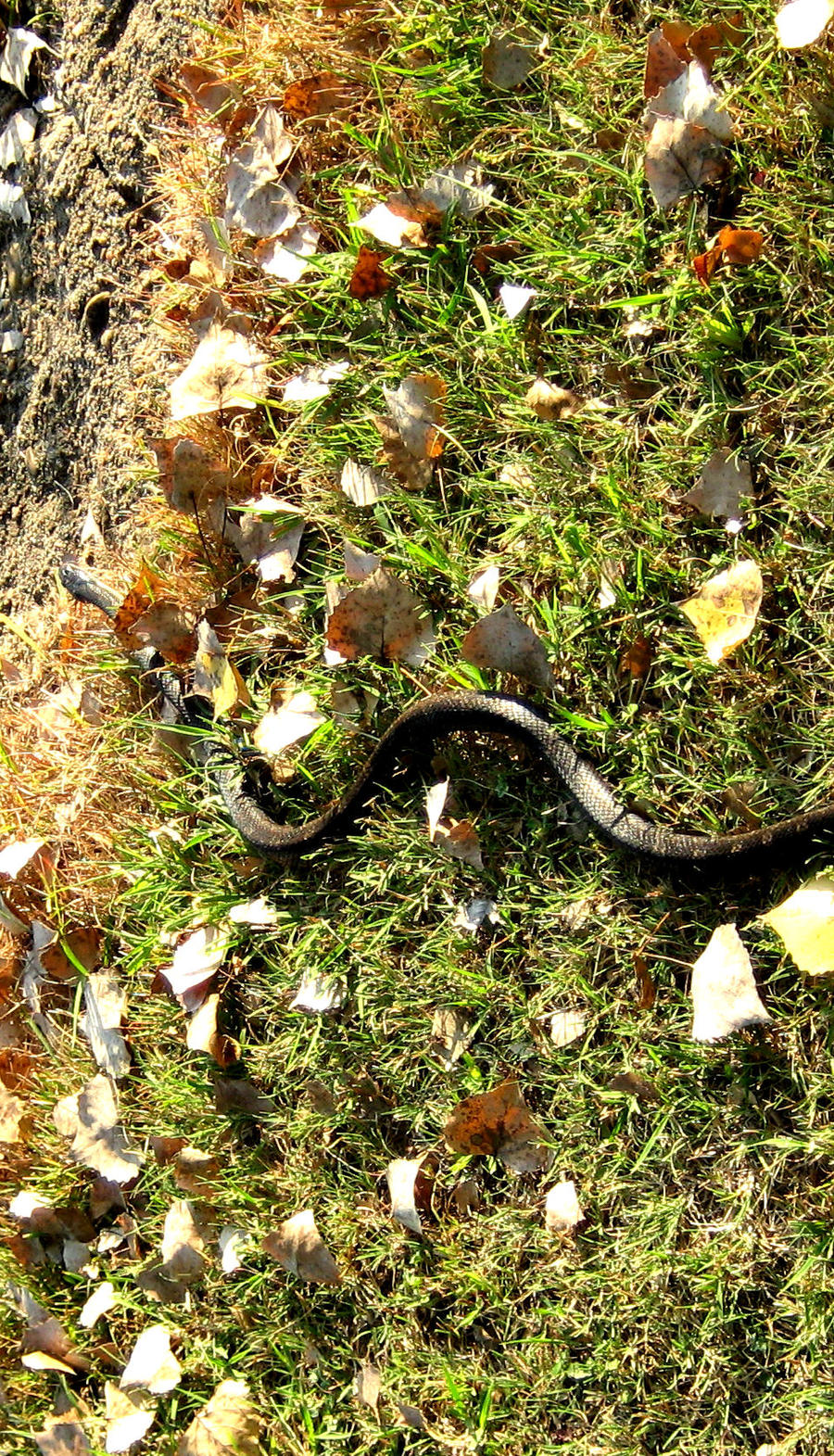 Slitherin' Away by FramedByNature on DeviantArt