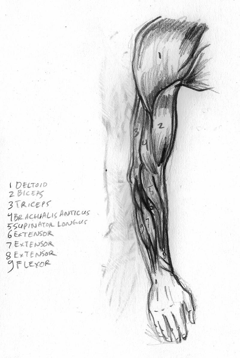 Arm Muscle Anatomy Side View By Feureau On DeviantArt arm-muscle-anatomy-side-view-by-feureau-on-deviantart