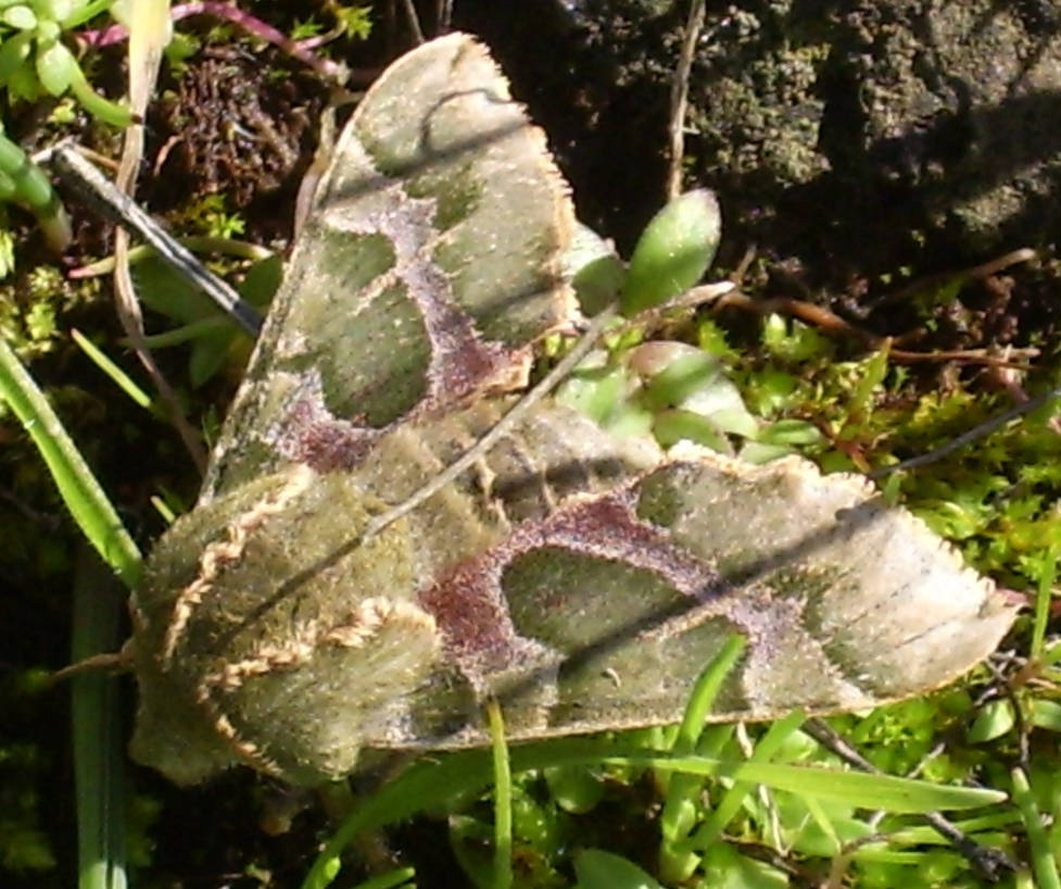 green moth top view by Eris-stock on DeviantArt