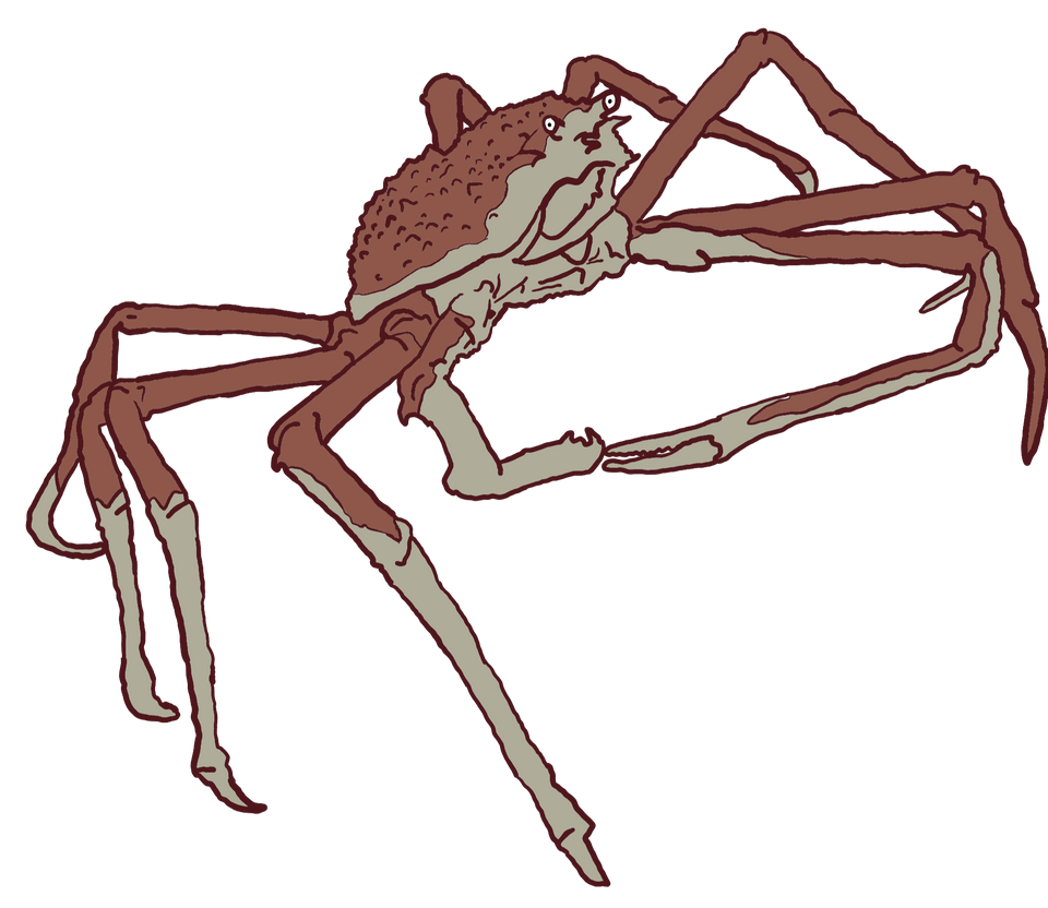 Spider Crab By Chalkbugs On Deviantart